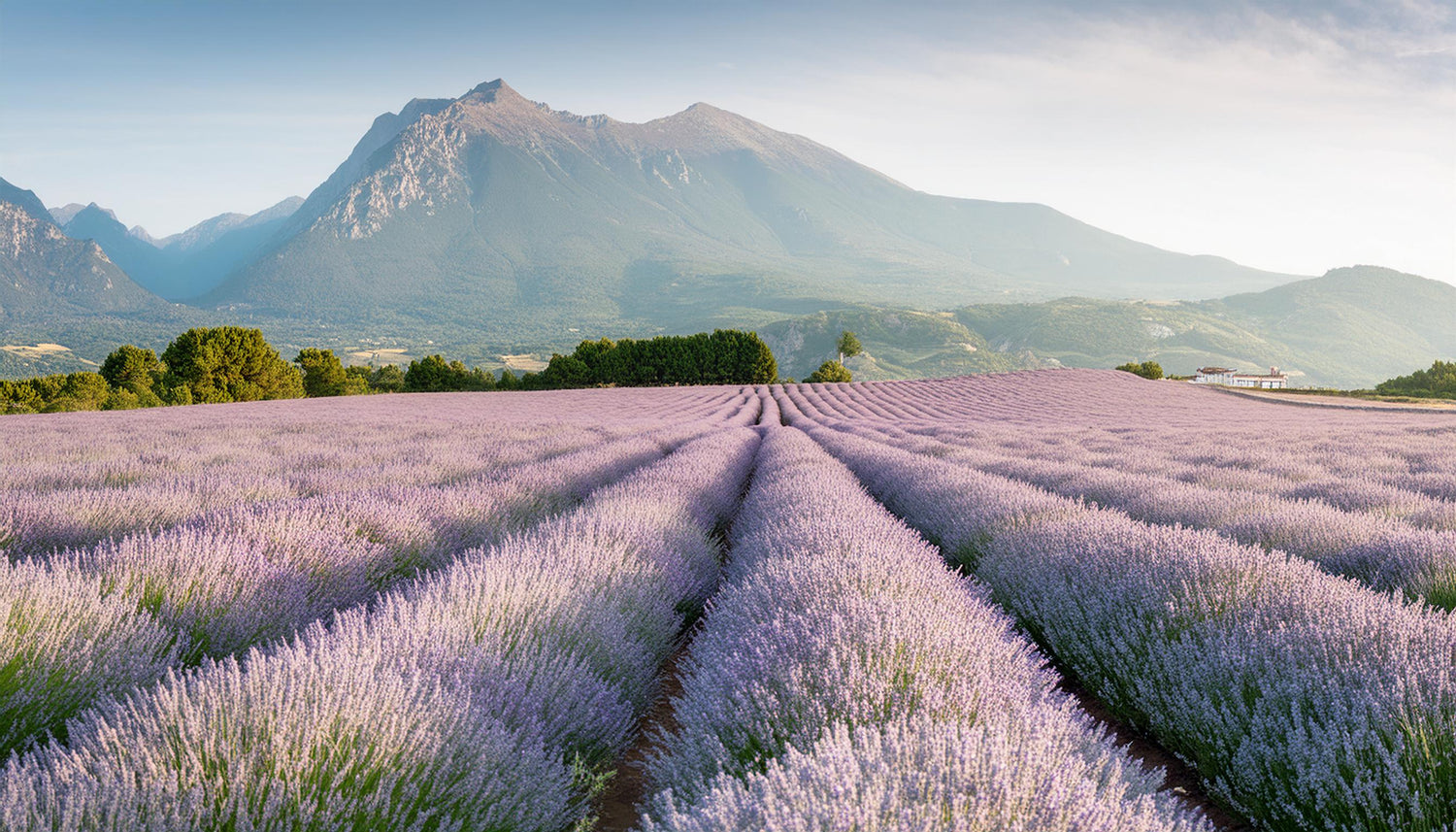 Organic Health and Beauty Products | Your Parapharmacy – ANGELICA`S ...